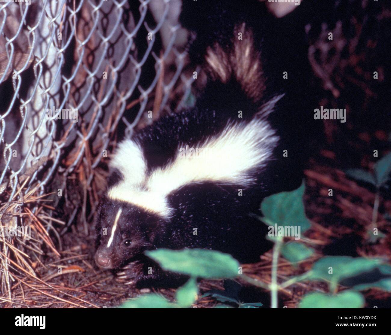 Rabies of wild animals hi-res stock photography and images - Alamy