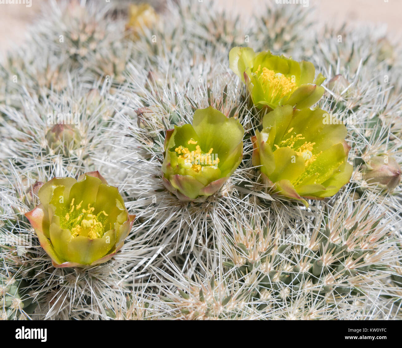 Silver cholla flowers hi-res stock photography and images - Alamy