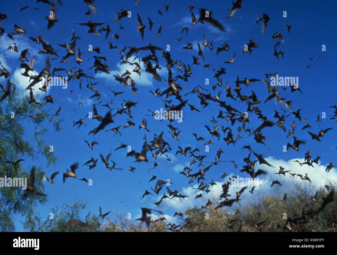 Rabies carriers hi-res stock photography and images - Alamy