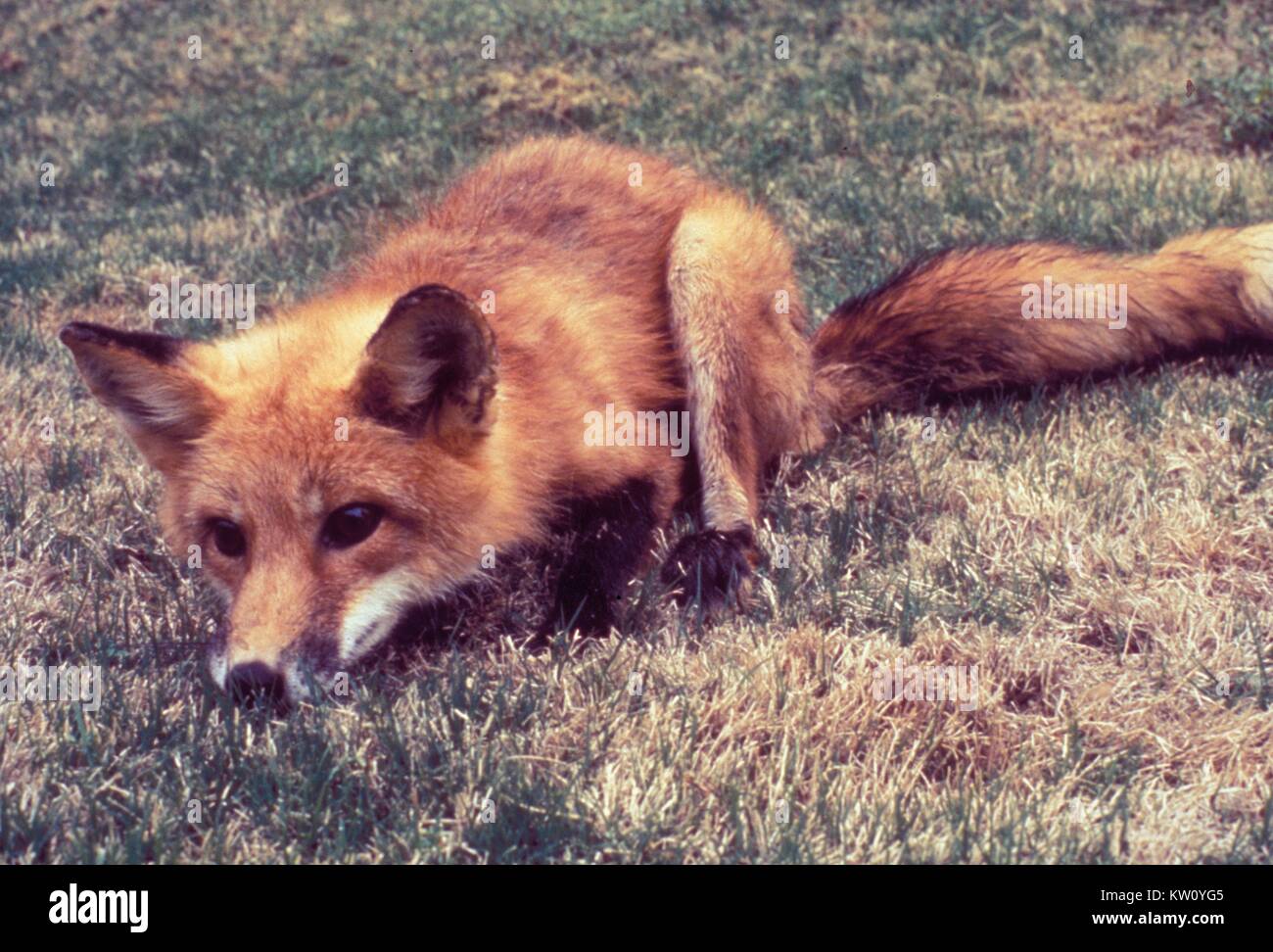 Rabies of wild animals hi-res stock photography and images - Alamy