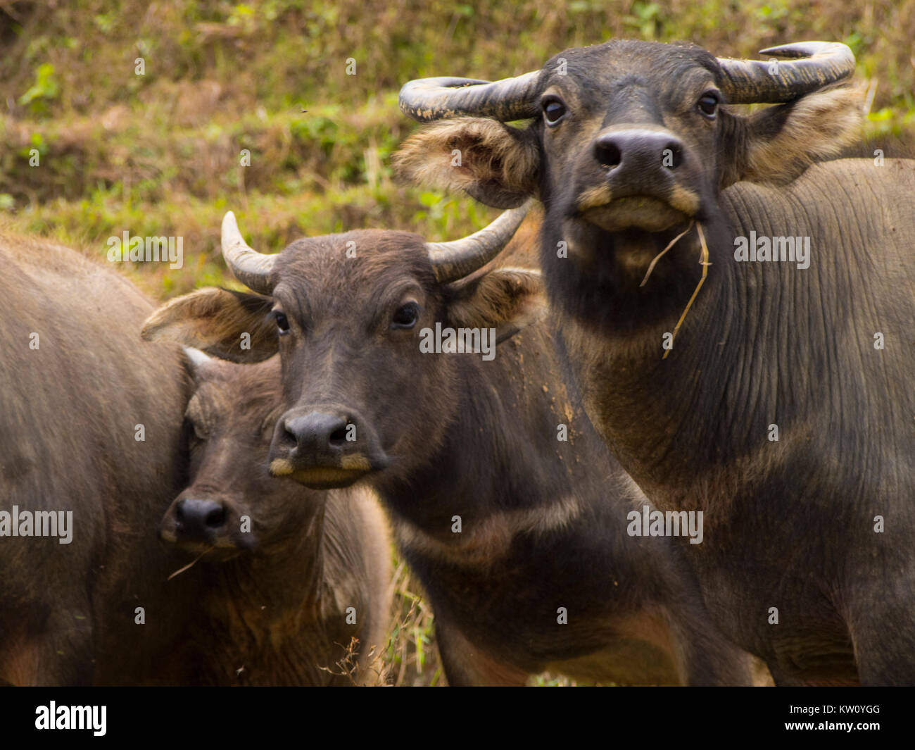 Water buffalos in the field Stock Photo - Alamy