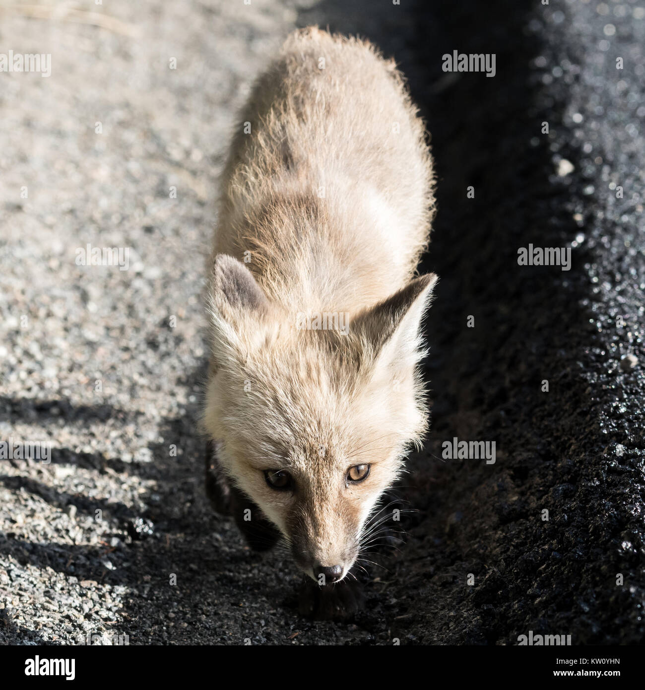 Red cascades fox hi-res stock photography and images - Alamy