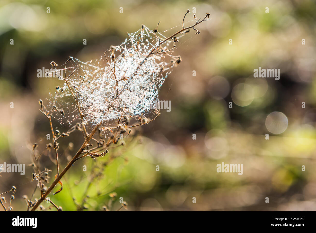 Wet dense spider web hi-res stock photography and images - Alamy