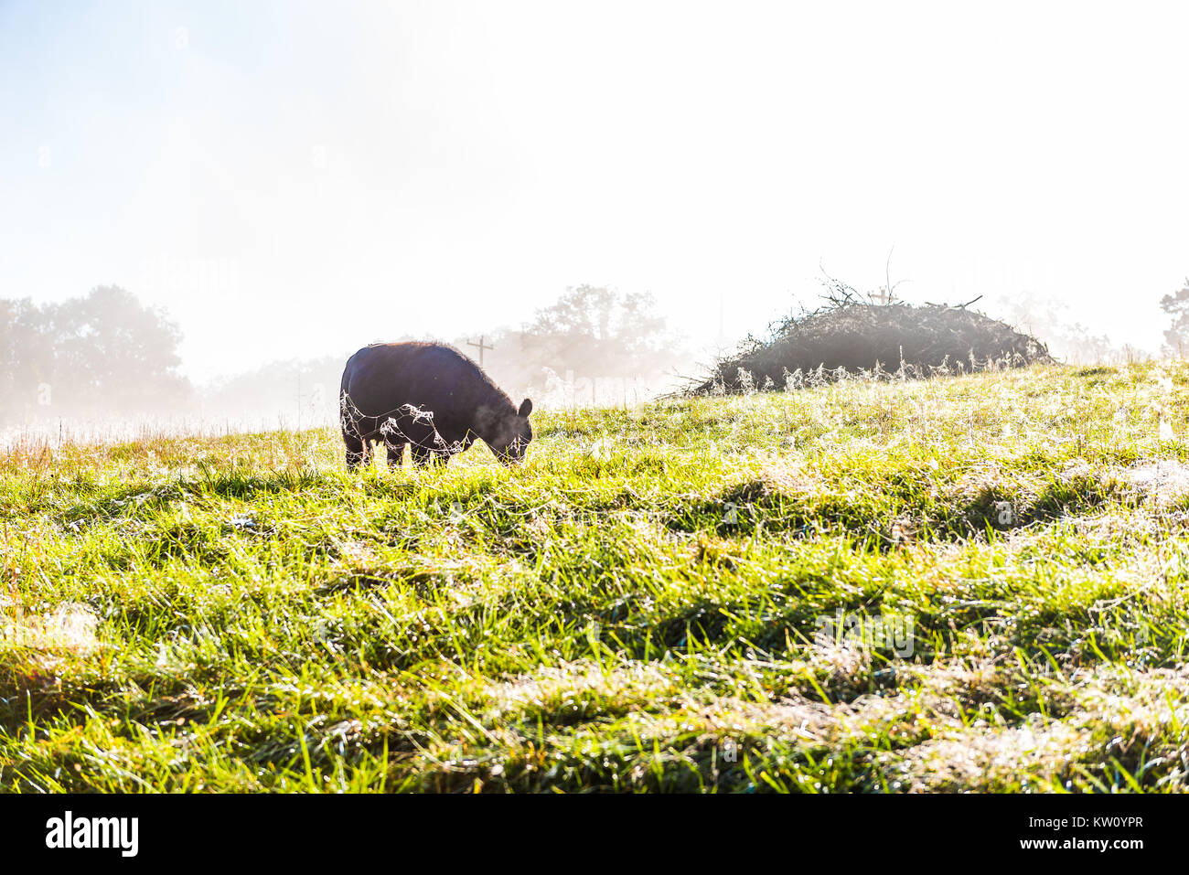 Cow on hill hi-res stock photography and images - Alamy