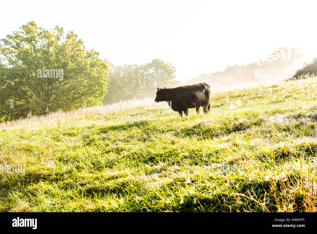 Cow on hill hi-res stock photography and images - Alamy