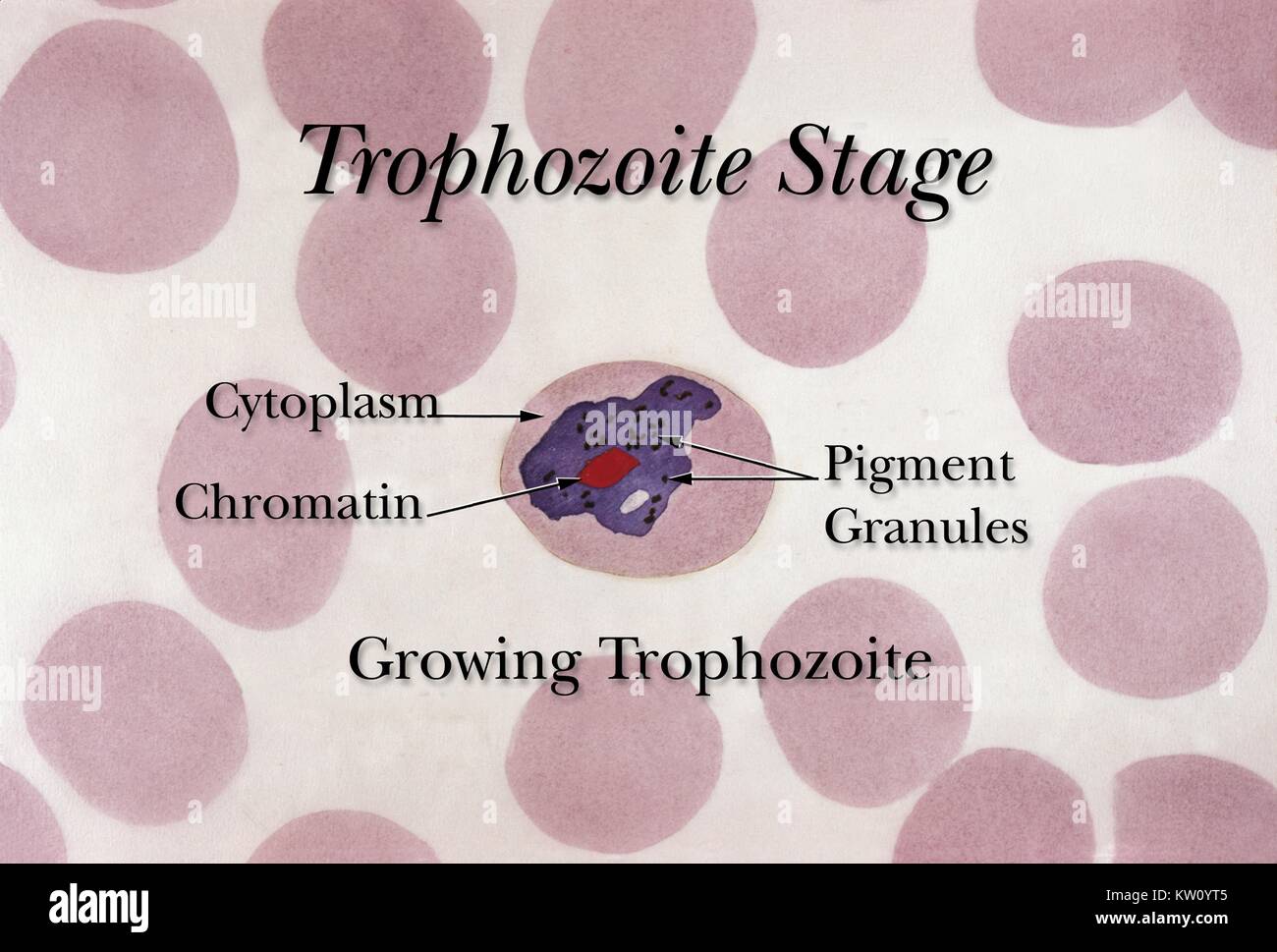 Trophozoites hi-res stock photography and images - Alamy