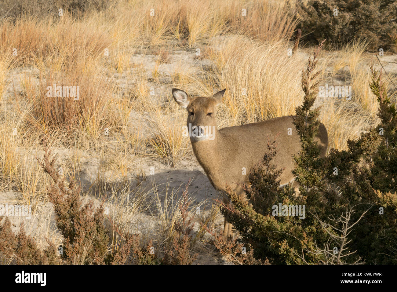 Deer at Fire island (Long island). New York Stock Photo - Alamy