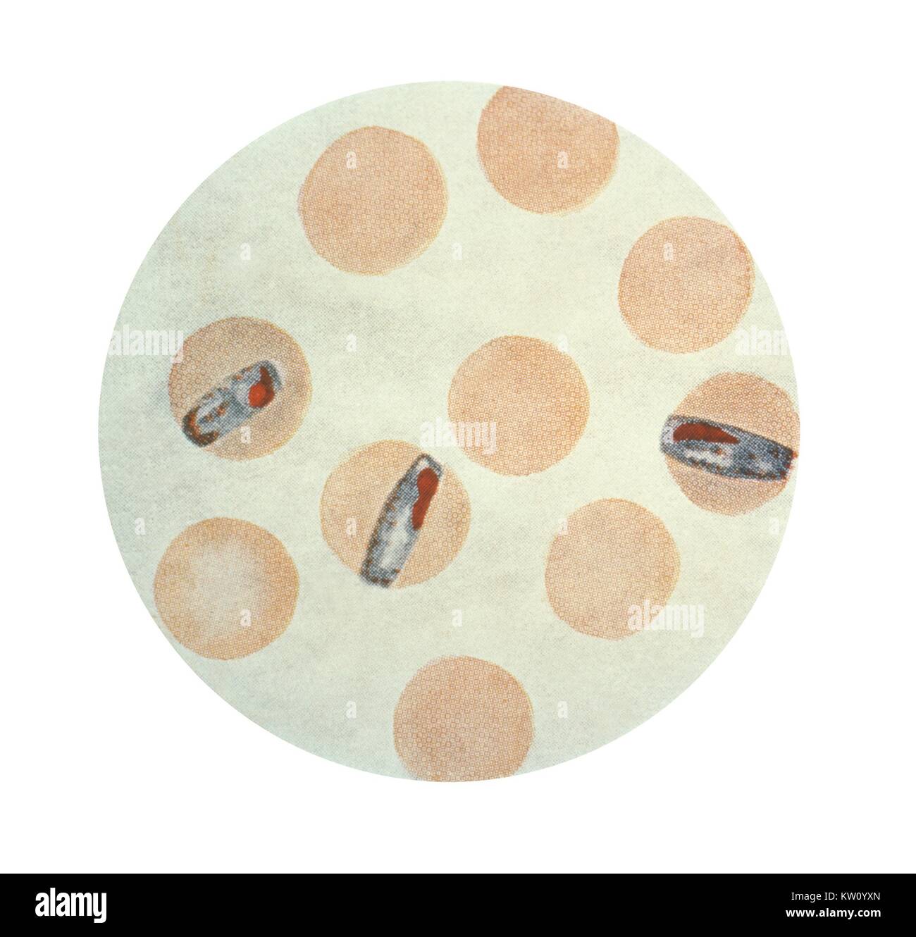Wright stain Cut Out Stock Images & Pictures - Alamy