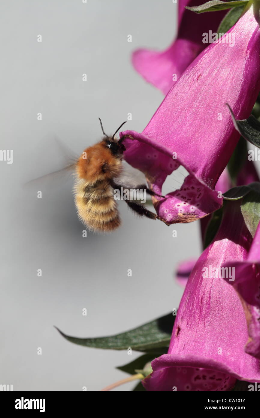 Bumble bee wings in motion hi-res stock photography and images - Alamy