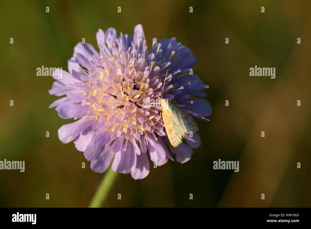 Scottish moths hi-res stock photography and images - Alamy