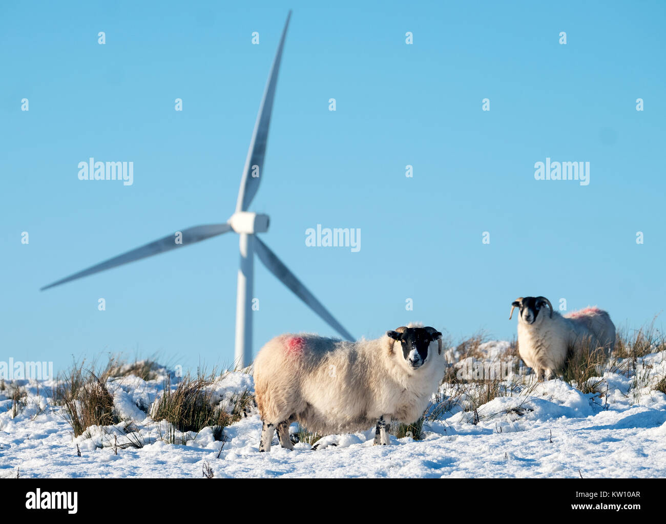 Sheep Horns High Resolution Stock Photography and Images - Alamy
