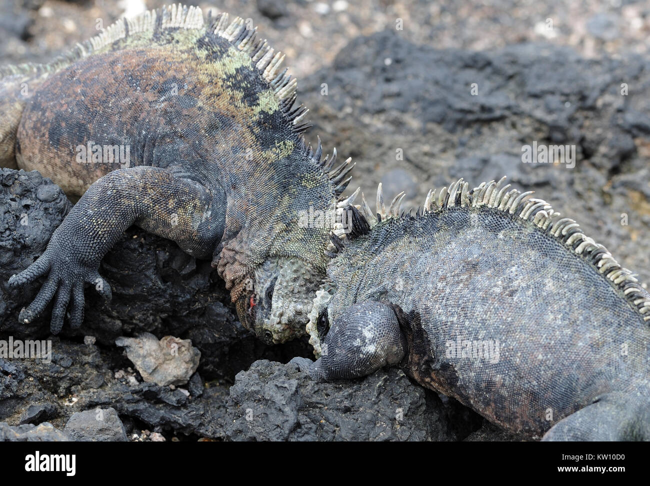 Two big male iguana or Galápagos marine iguana (Amblyrhynchus cristatus ...