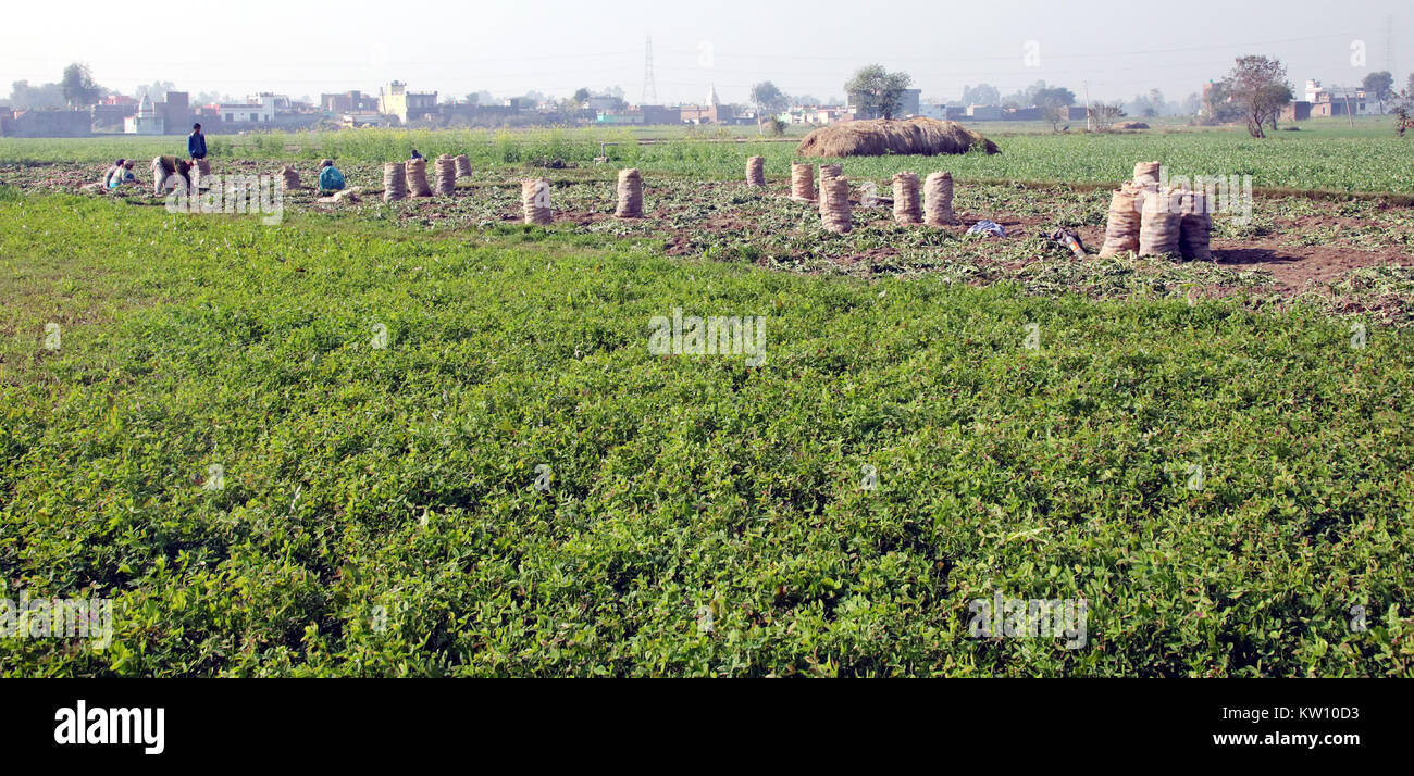 Potato farming india hi-res stock photography and images - Alamy