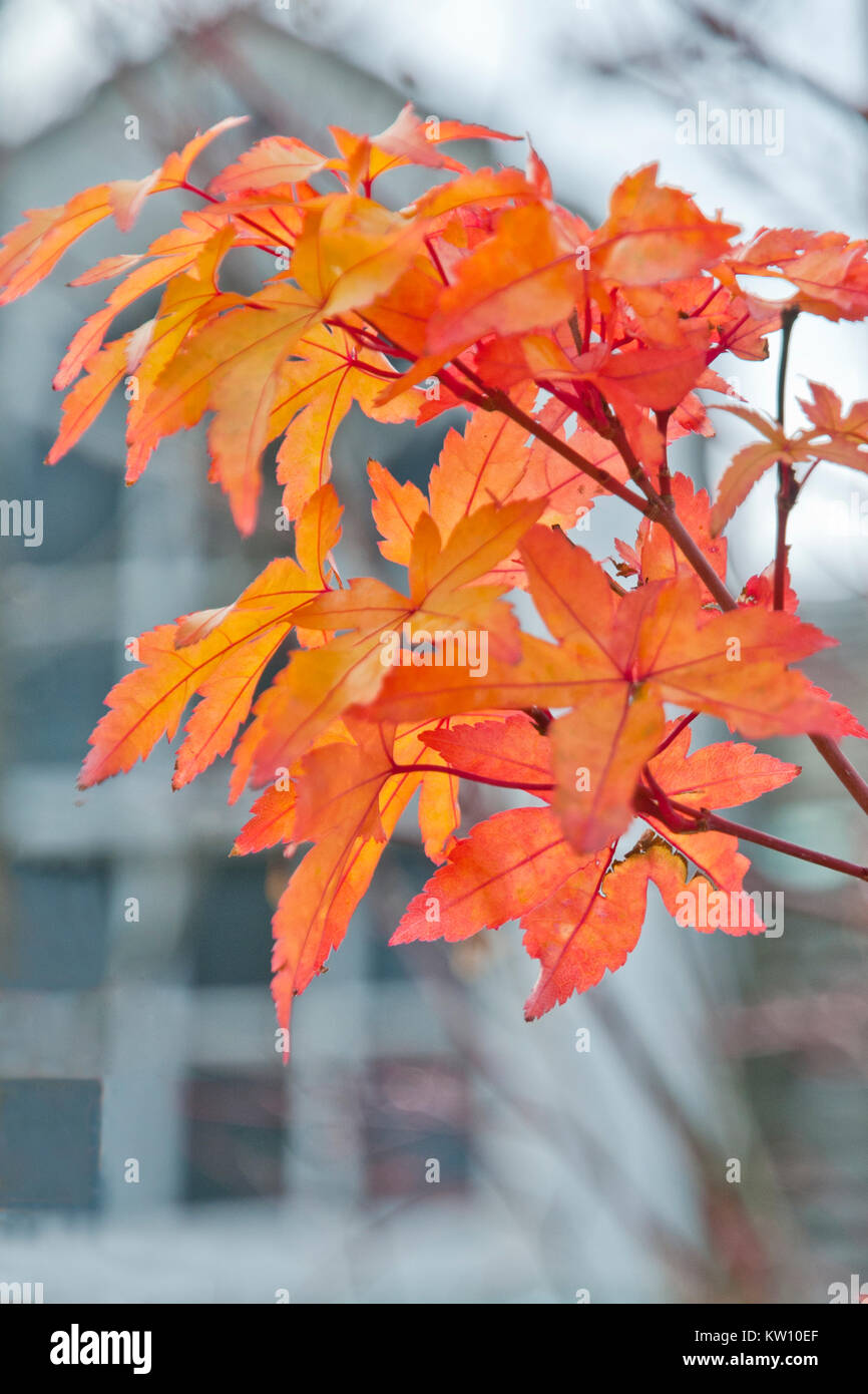 Red leaves, Rock City, Lookout Mountain, Georgia, USA Stock Photo - Alamy