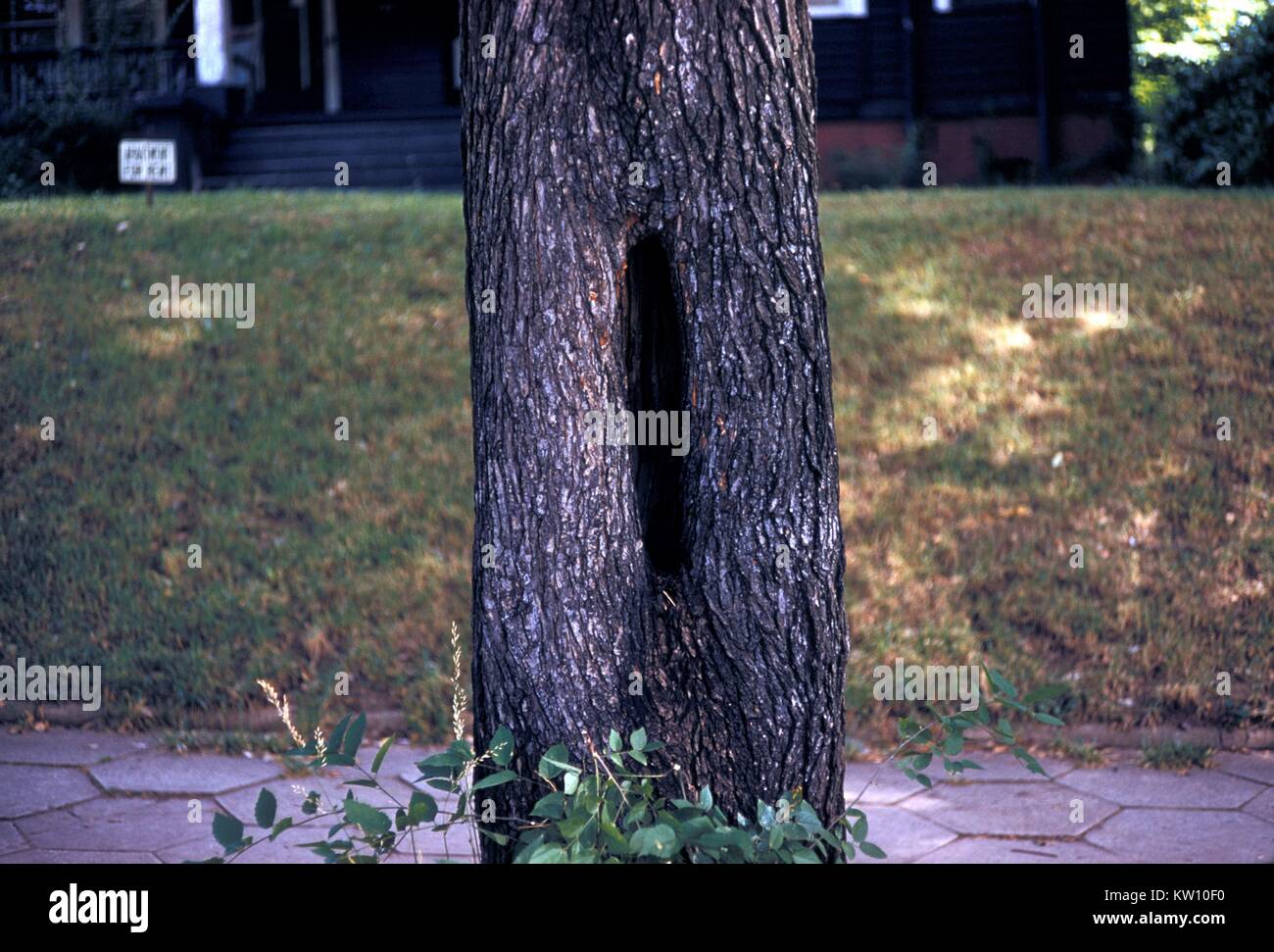 Northern woodland mosquitoes hi-res stock photography and images - Alamy