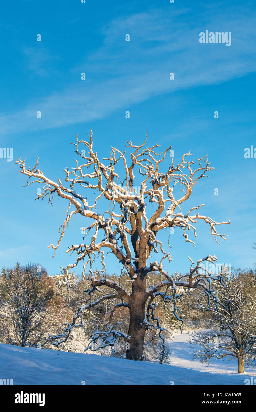 Quercus. Dead oak tree in the snow in winter against blue sky ...