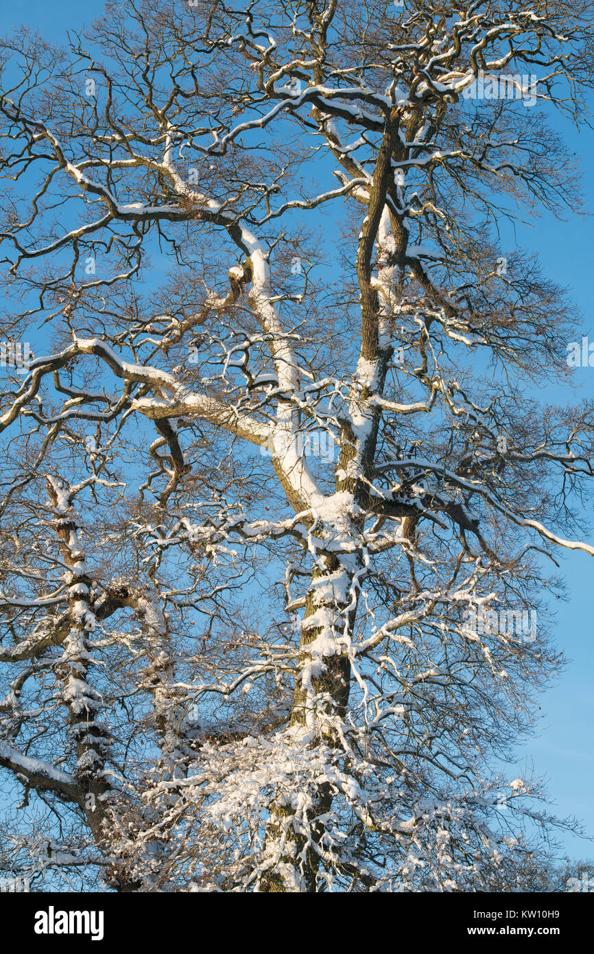 Quercus. Winter oak tree in the snow against blue sky. Cotswolds ...