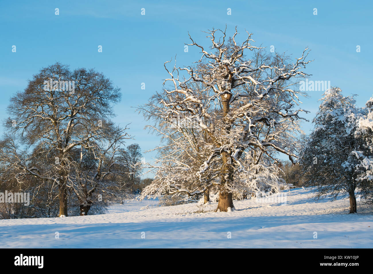Oak Tree In December Snow High Resolution Stock Photography and Images ...
