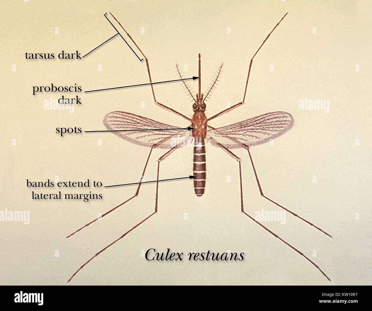 An illustration of a Culex restuans mosquito. Common characteristics of ...