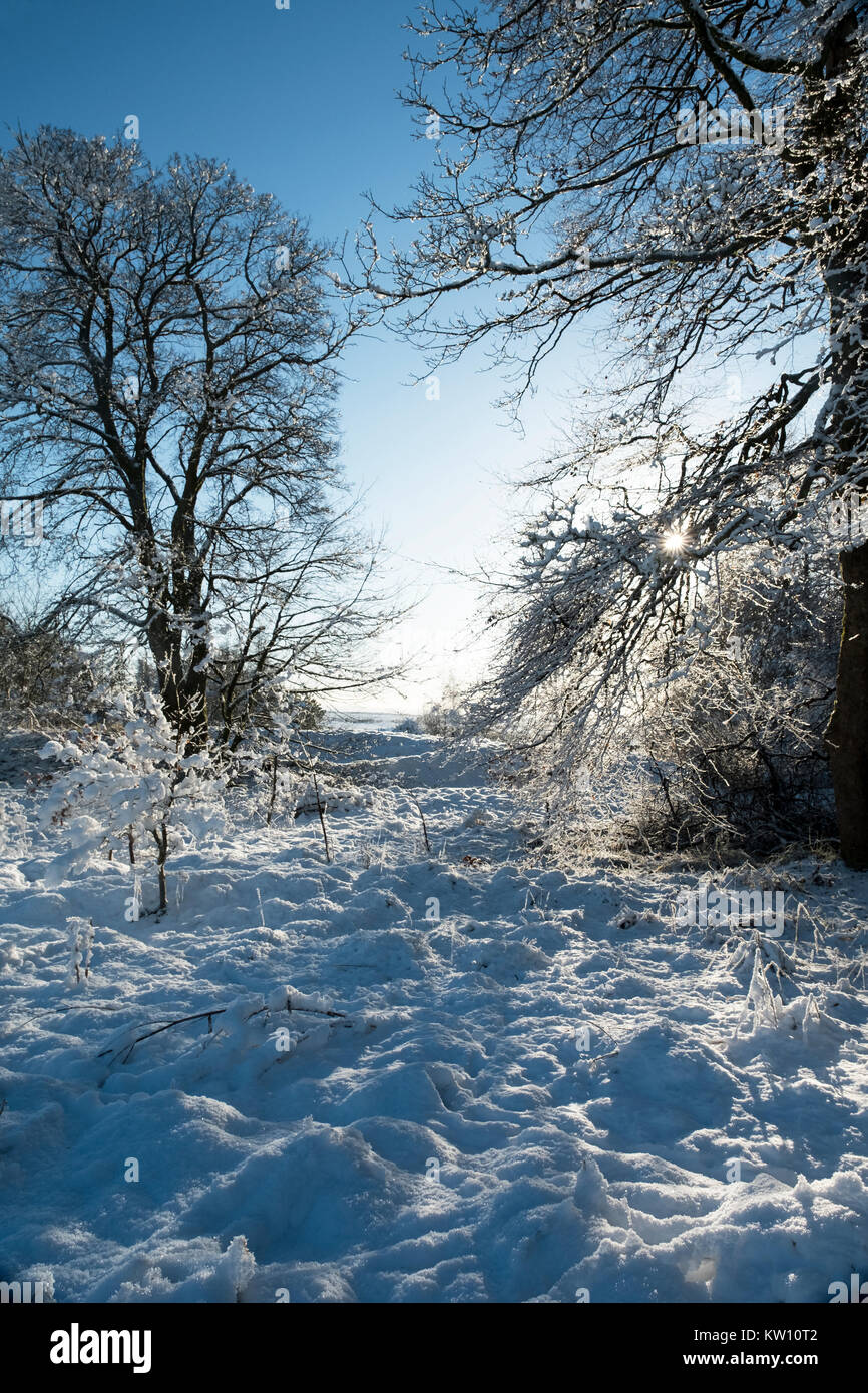 Woodland scotland winter hi-res stock photography and images - Alamy