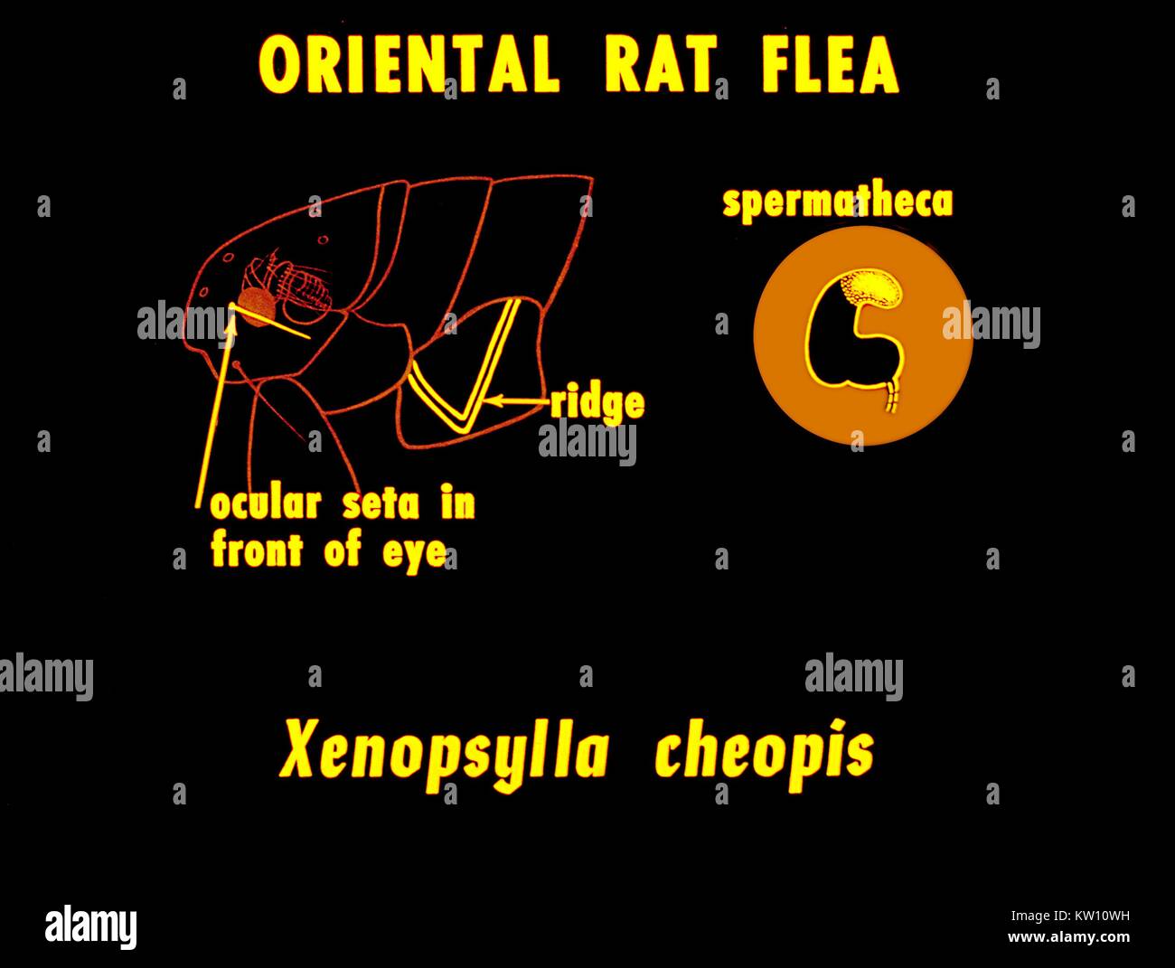 An illustration depicting the anatomical characteristics of the ...
