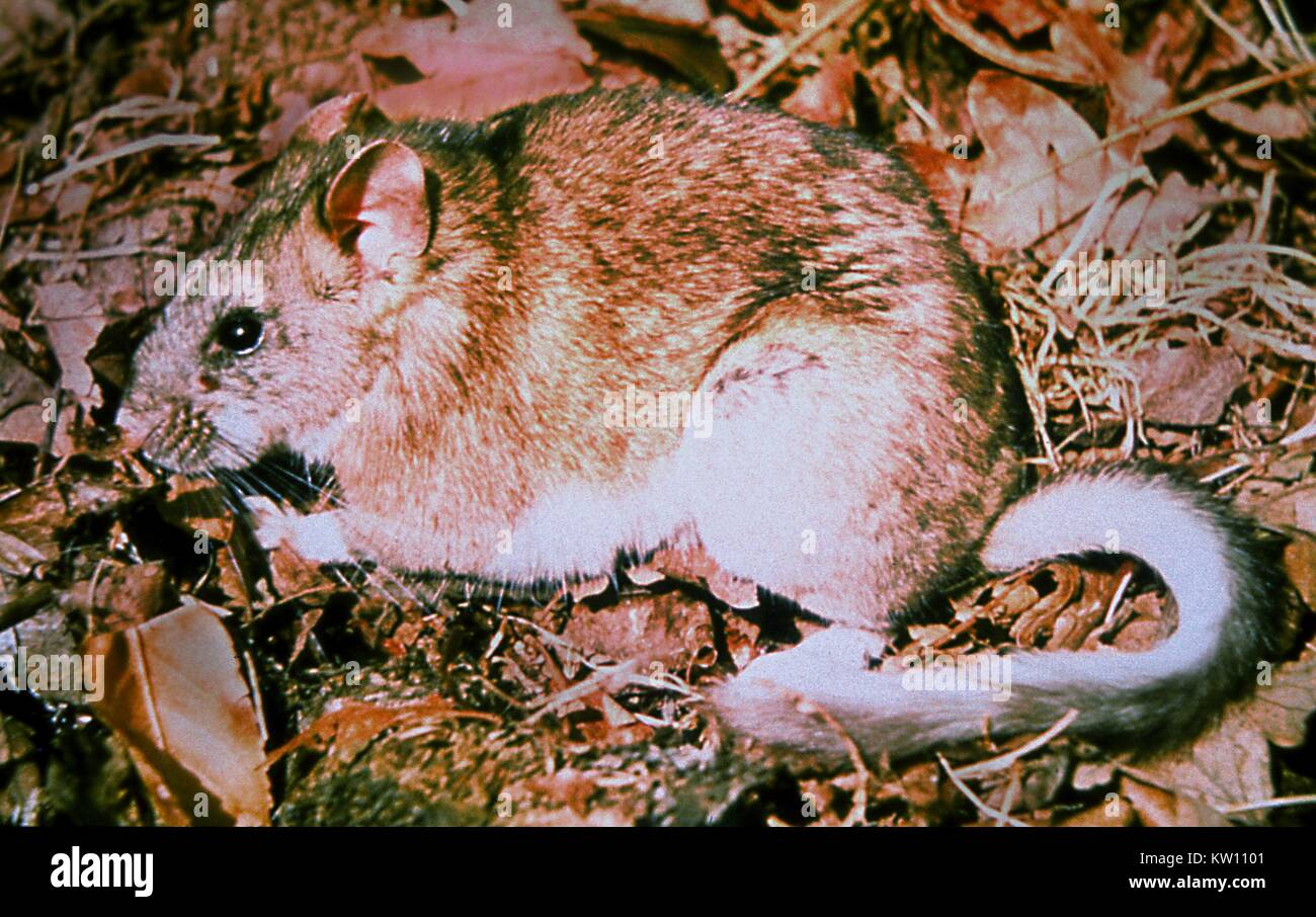 A Bushy-tailed woodrat, Neotoma cinerea, is known to carry fleas ...