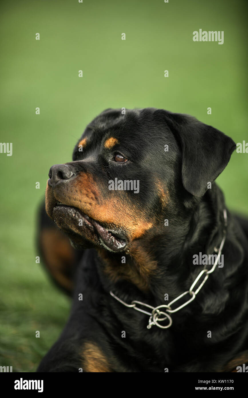 Adorable Devoted Purebred Rottweiler, Close up head shot Stock Photo ...