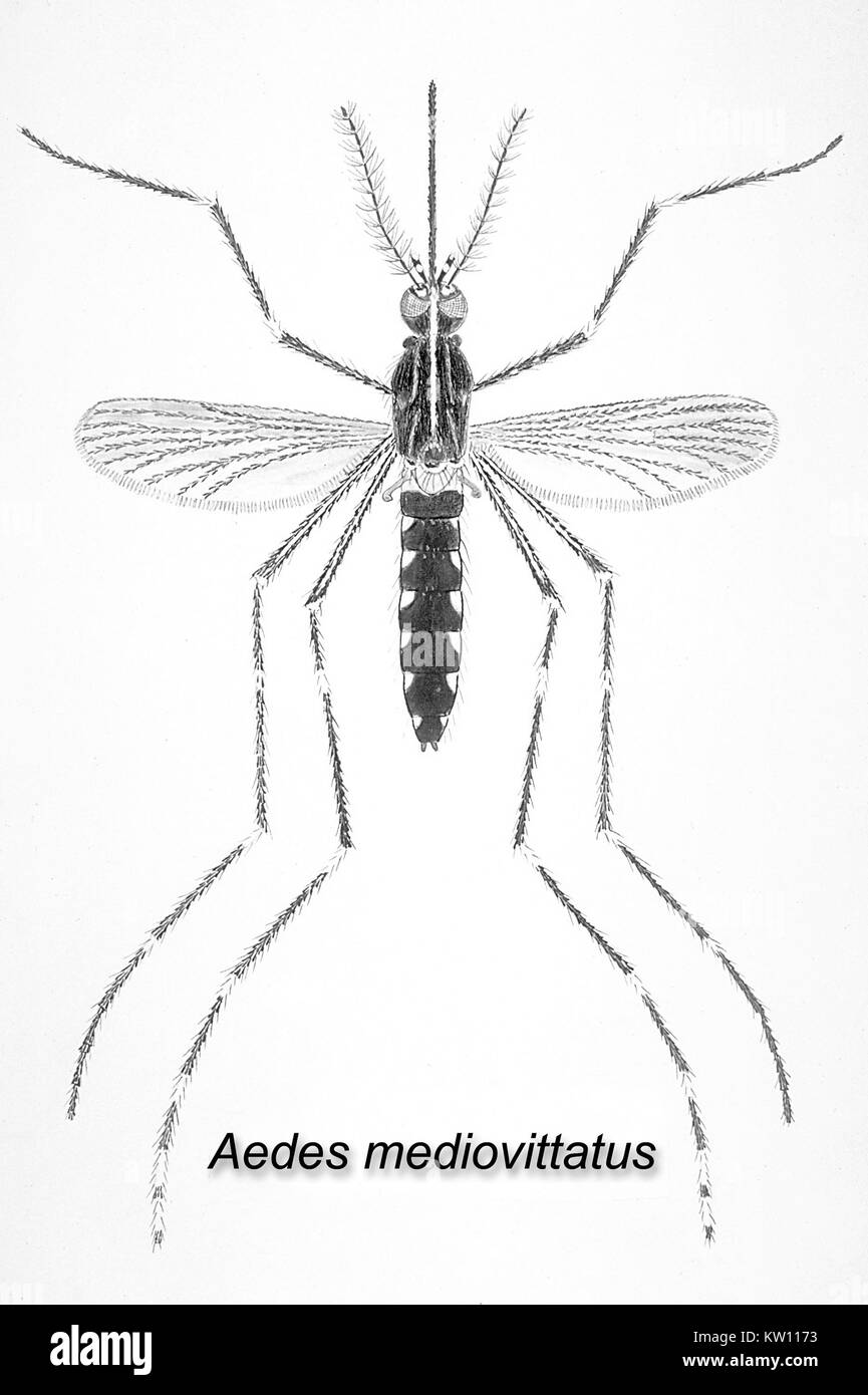 The Aedes mediovittatus mosquito has been shown to be a vector in the ...