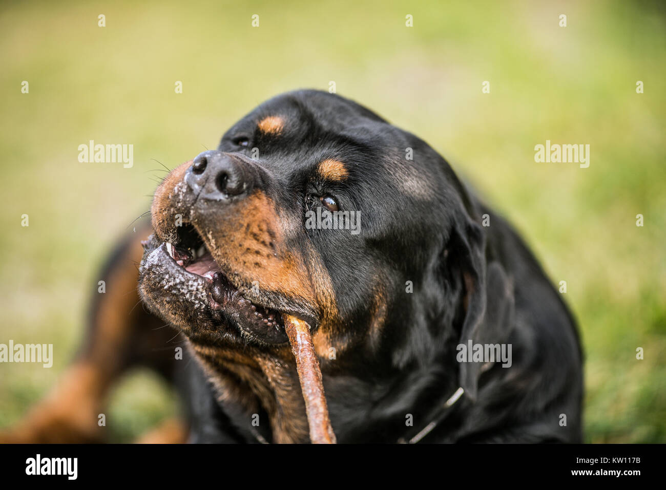 Adorable Devoted Purebred Rottweiler, Laying on Grass Stock Photo - Alamy
