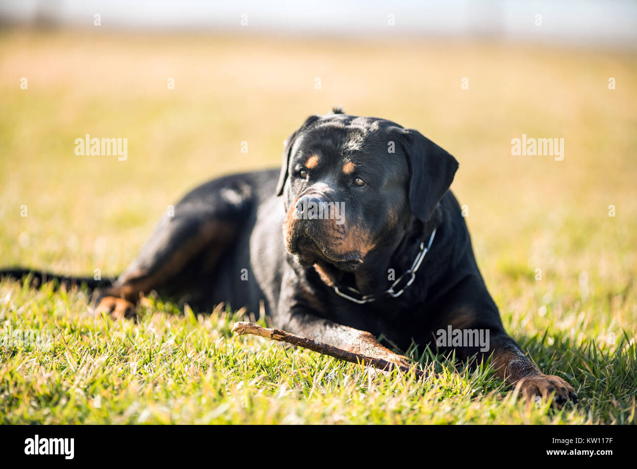 Adorable Devoted Purebred Rottweiler, Laying on Grass Stock Photo - Alamy