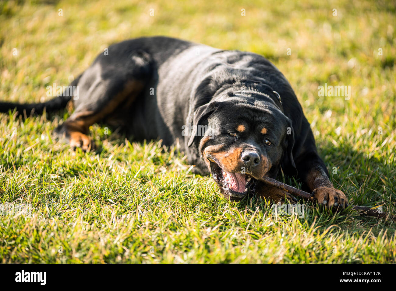 Adorable Devoted Purebred Rottweiler, Laying on Grass Stock Photo - Alamy