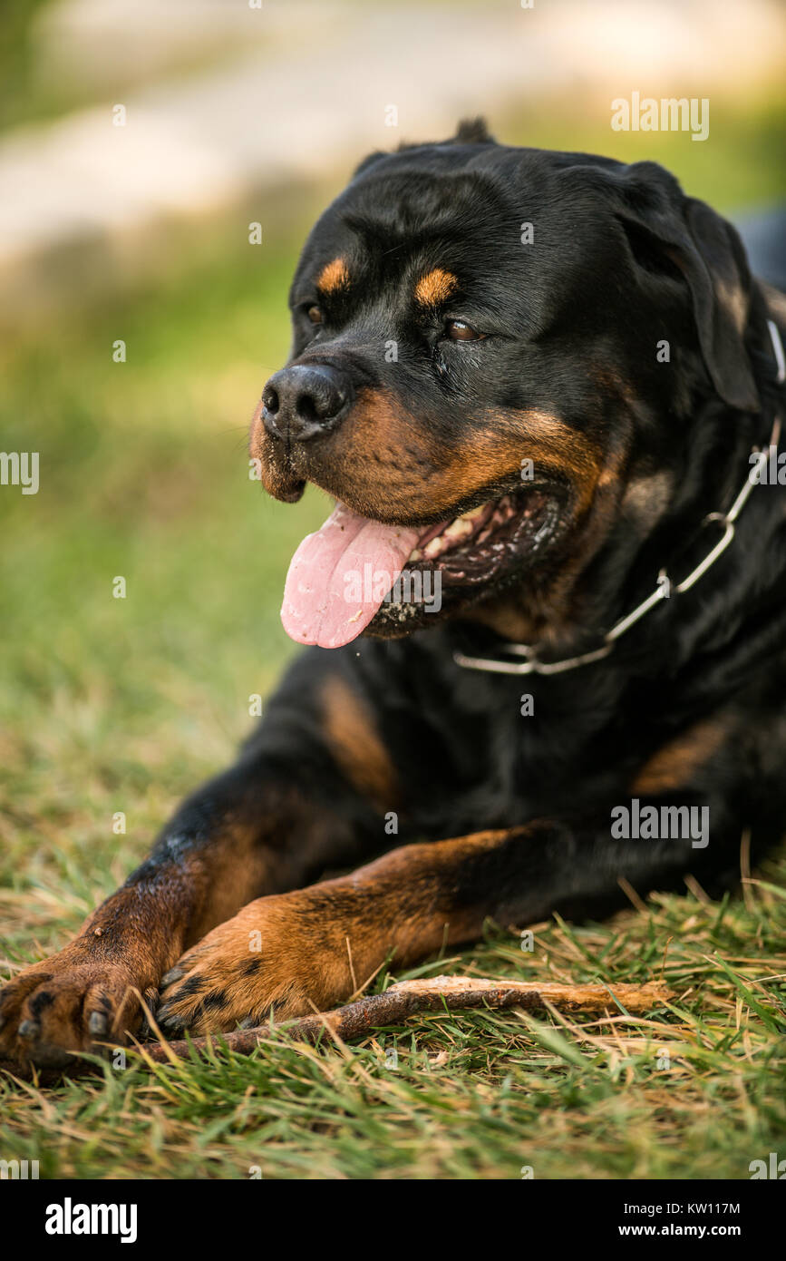 Adorable Devoted Purebred Rottweiler, Laying on Grass Stock Photo - Alamy