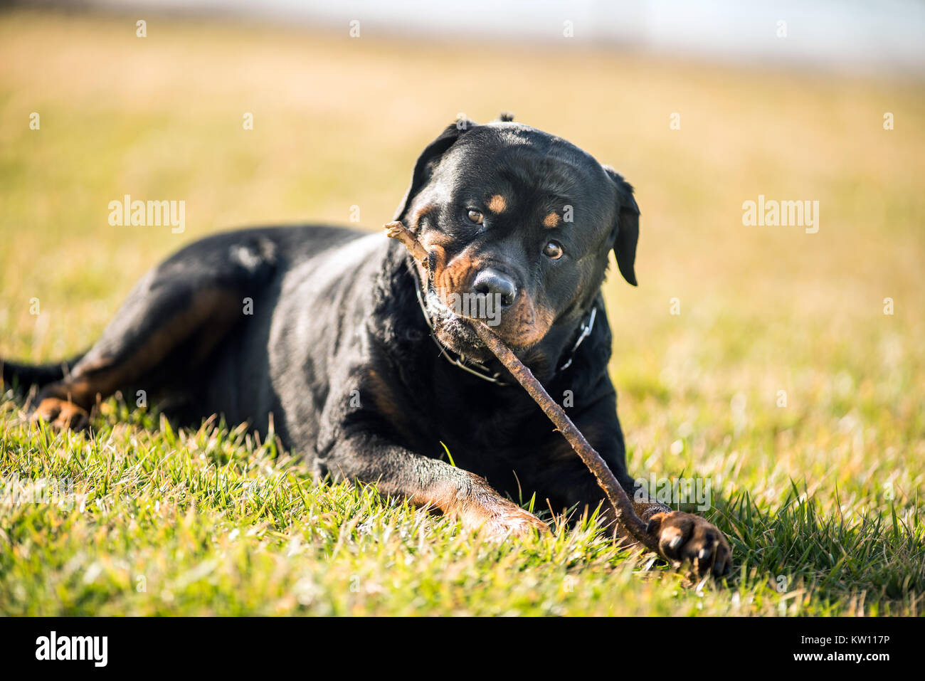 Adorable Devoted Purebred Rottweiler, Laying on Grass Stock Photo - Alamy