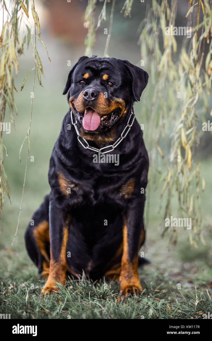 Adorable Devoted Purebred Rottweiler, Sitting on Grass Stock Photo - Alamy