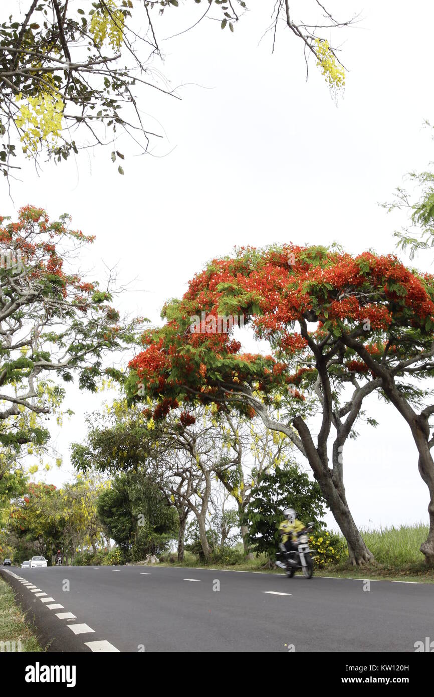 Delonix regia is a species of flowering plant in the bean family ...
