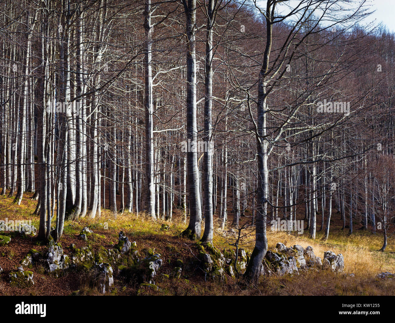 Beech forest. Fagus sylvatica trees. The Cansiglio plateau. Veneto ...