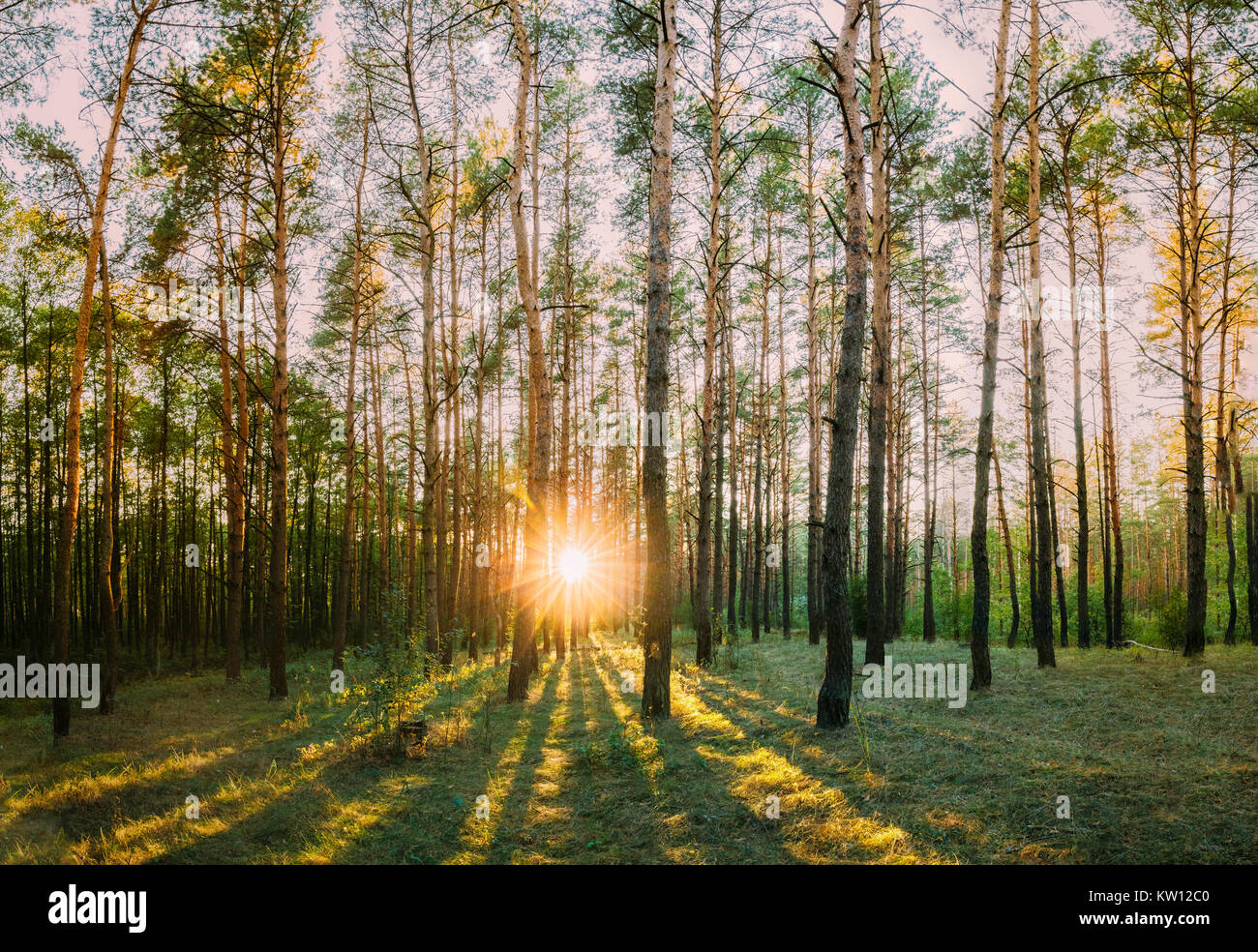 Sun Shining Through Forest Trees Woods. Sunset Sunrise In Summer Forest ...