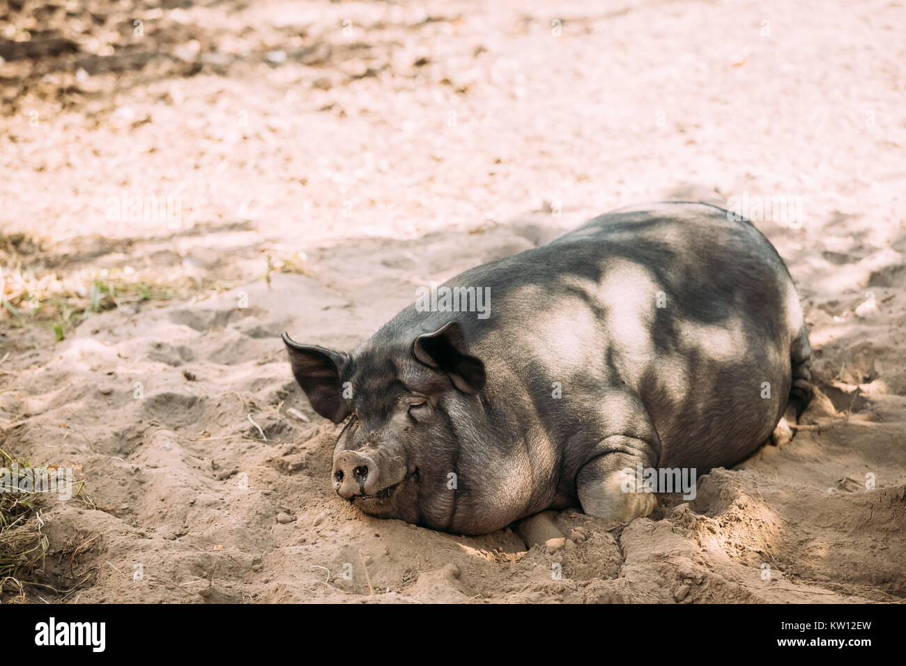 Household Pig Enjoys Relaxing In Dirt Lying In Mud. Large Black Pig ...