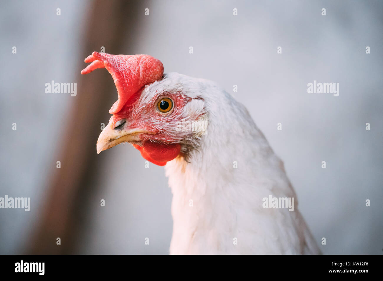 Close Up White Chicken In Rustic Farm Yard Stock Photo - Alamy