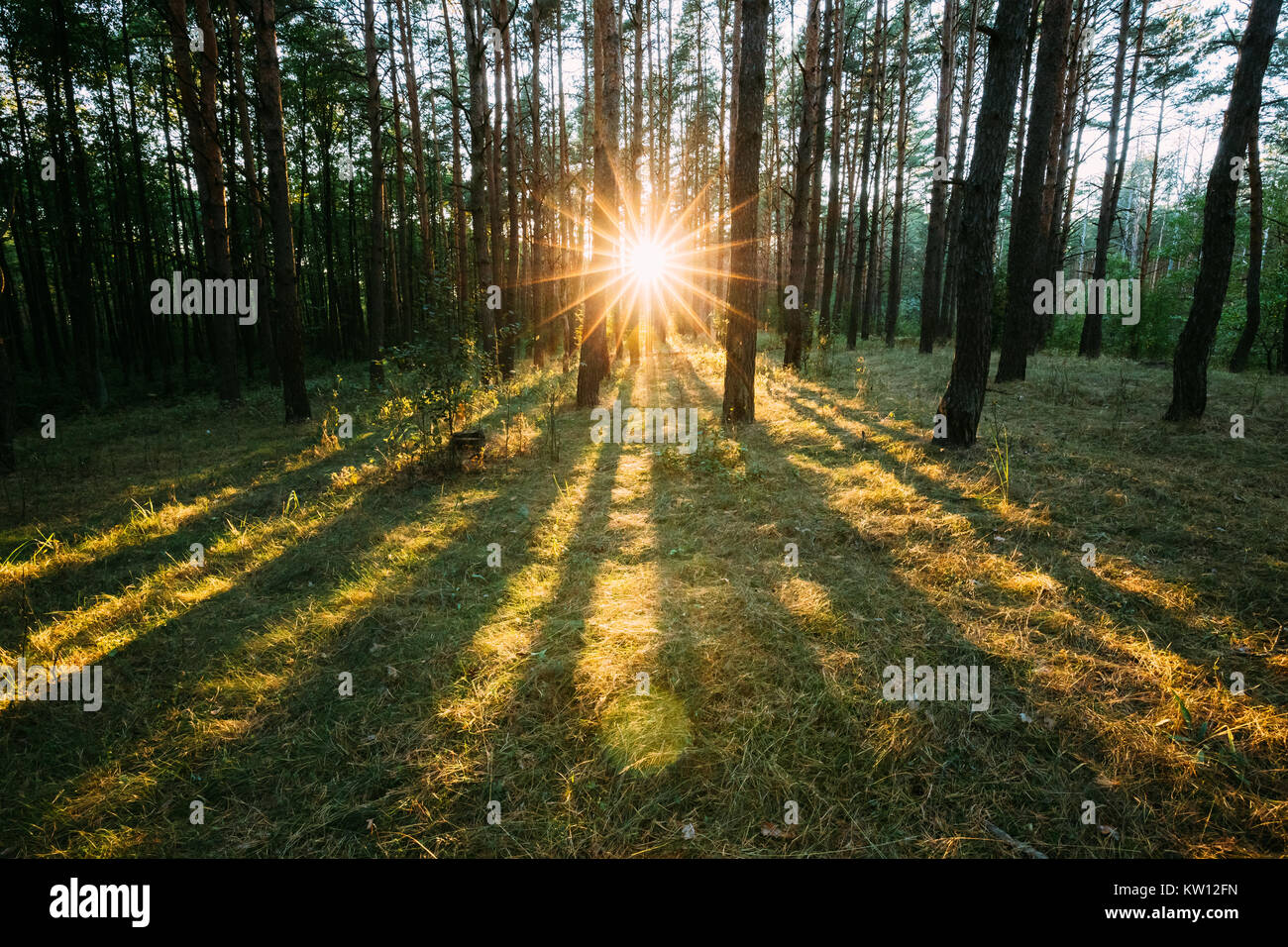Sun Shining Through Forest Trees Woods. Sunset Sunrise In Summer Forest ...