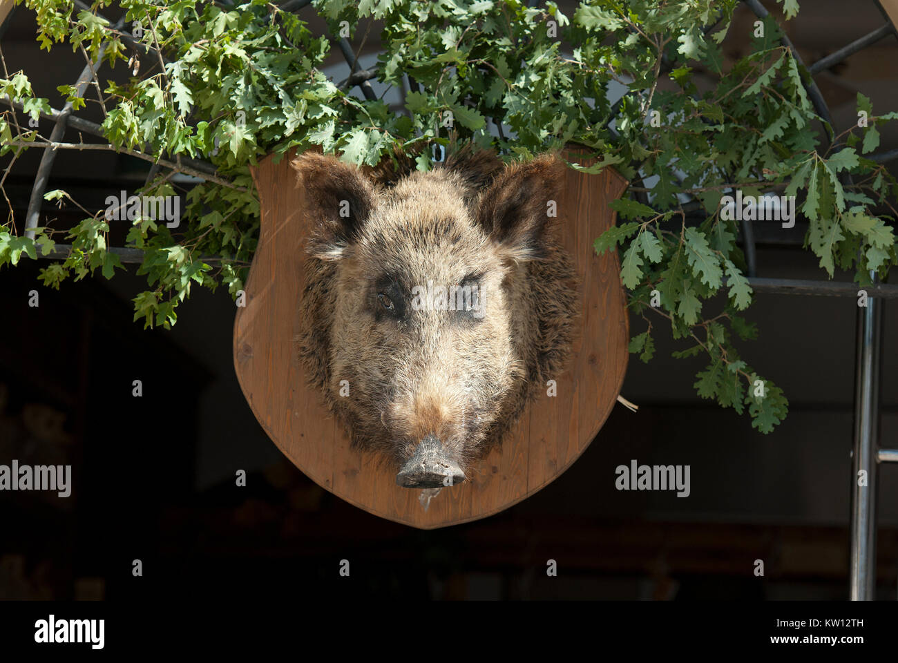 Boar Head Food High Resolution Stock Photography and Images - Alamy