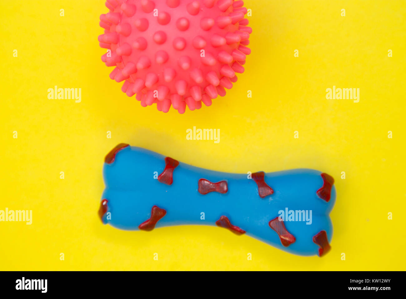 Little pet friend having fun. A pink rubber squeaky ball and a bleu ...