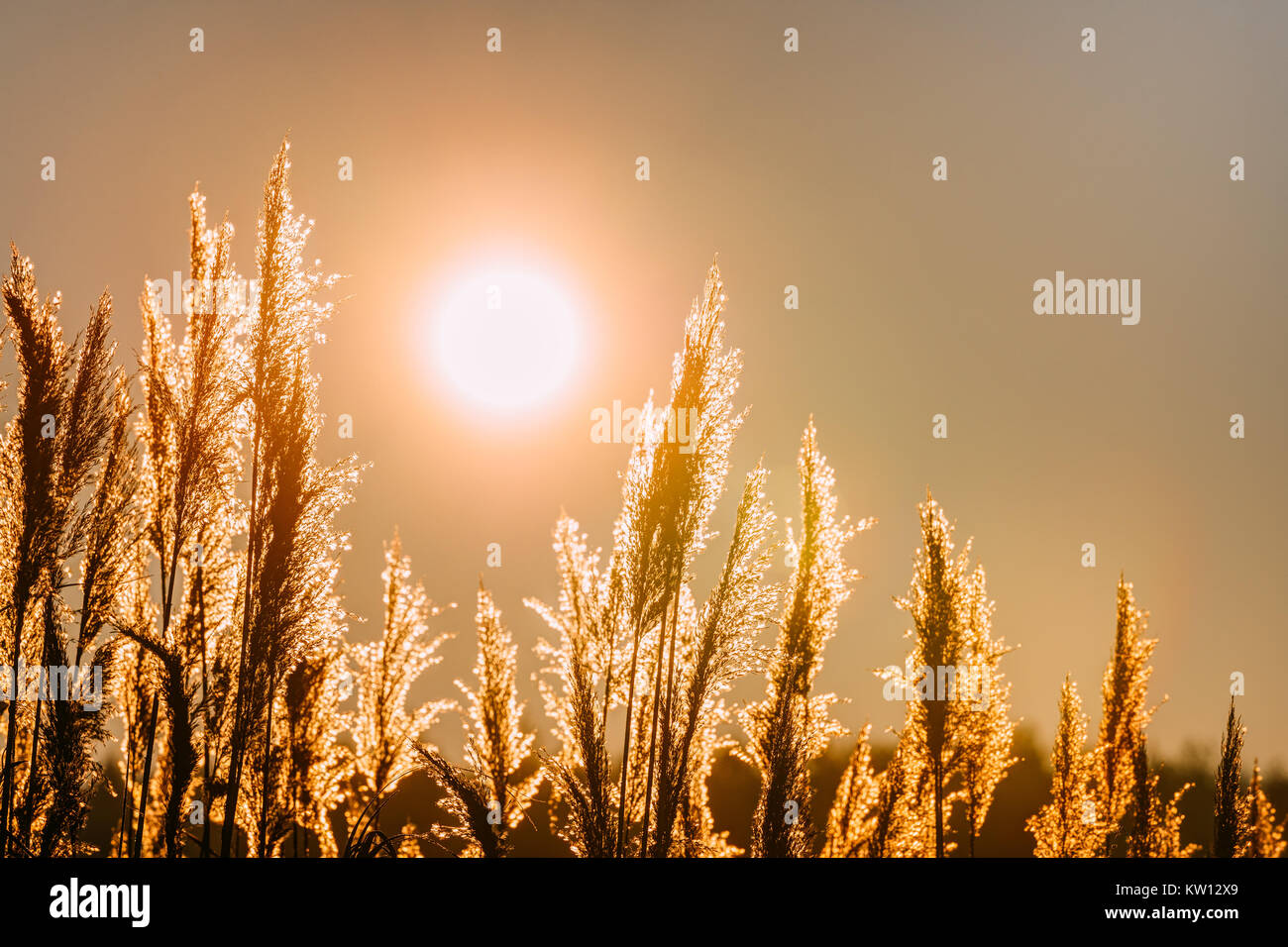 Beautiful Dry Grass In Sunset Sunlight. Sun Rising Above Wild Plant ...