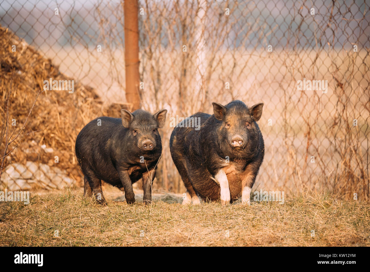Two Household Black Pigs In Farm Yard. Pig Farming Is Raising And ...