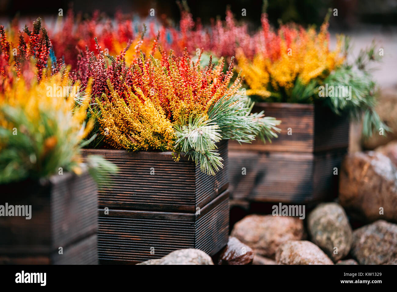 Bush Of Colorful Calluna Plants In Pots In Garden Stock Photo - Alamy