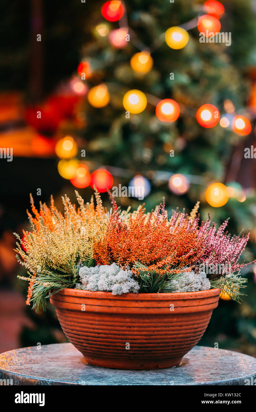 Calluna vulgaris garden hi-res stock photography and images - Alamy