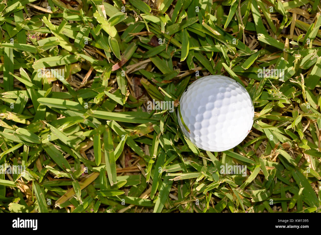 Golf ball on grass Stock Photo - Alamy