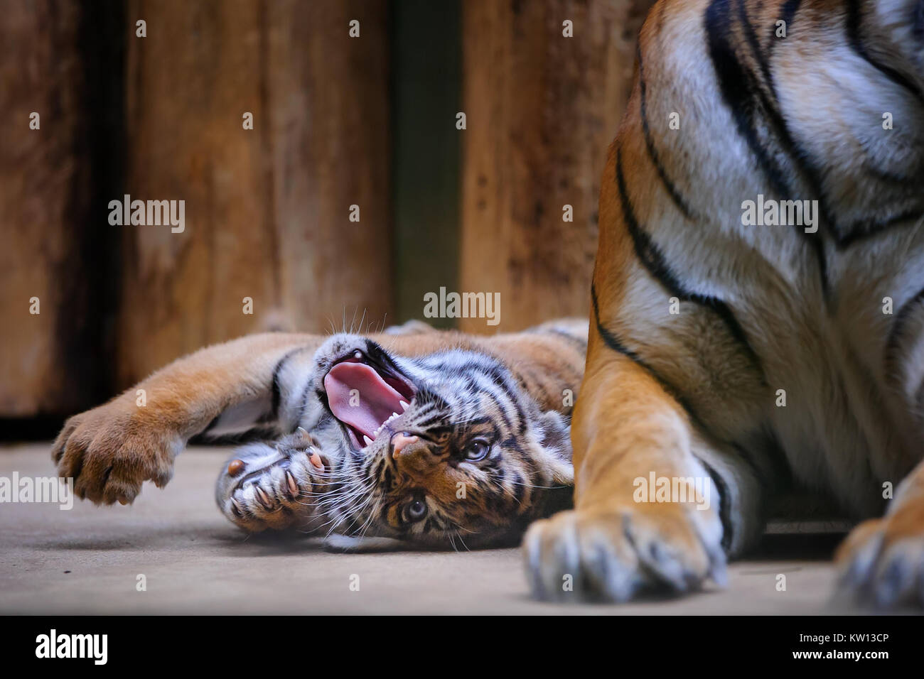 Roar tiger cub with stretching paw Stock Photo - Alamy