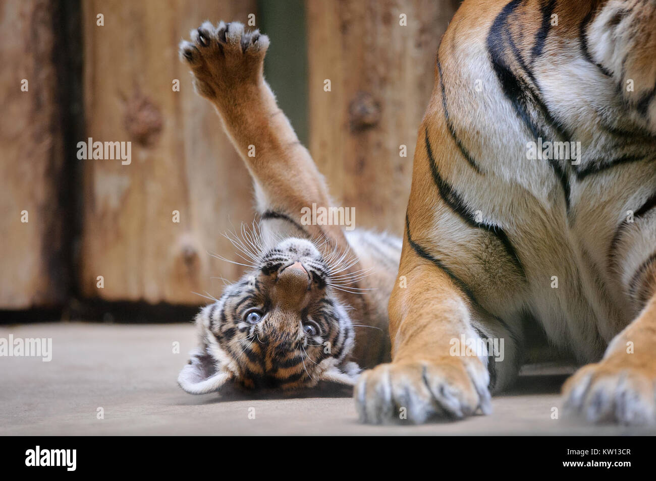 Sumatran tiger cub hi-res stock photography and images - Alamy