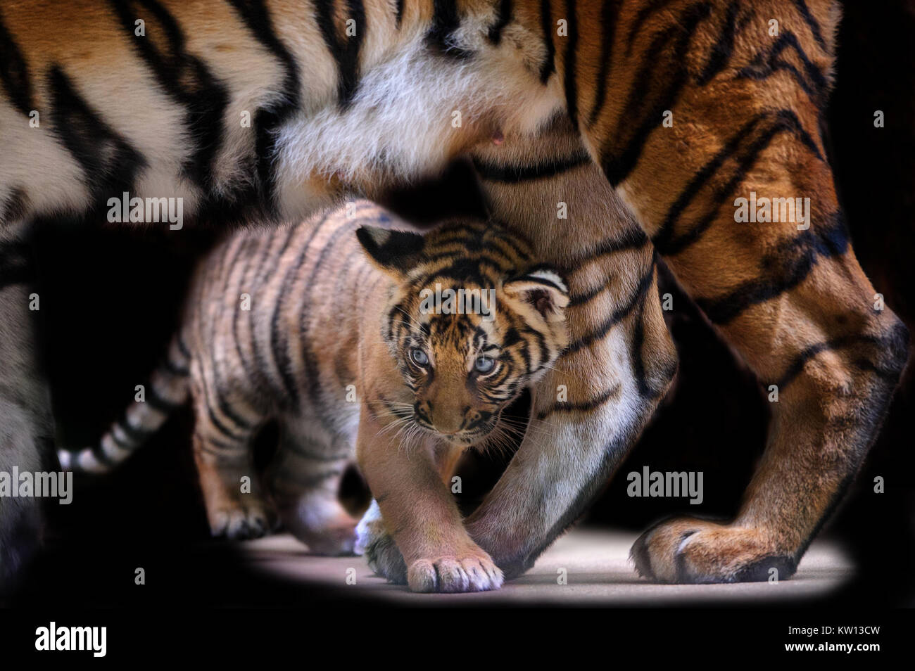 Small tiger cub walking under tiger mother body Stock Photo - Alamy